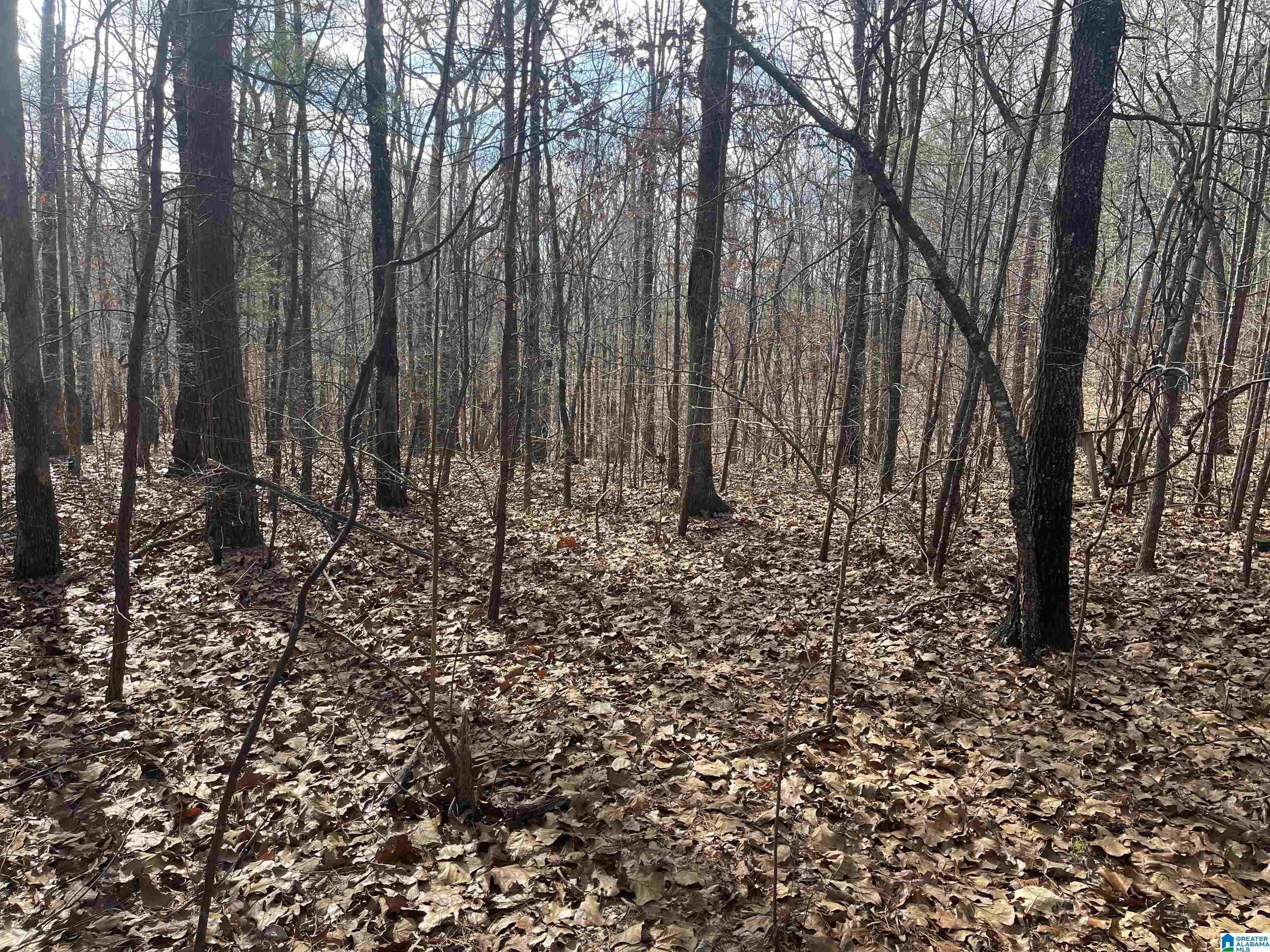 7.84 acres in Calhoun County, Alabama