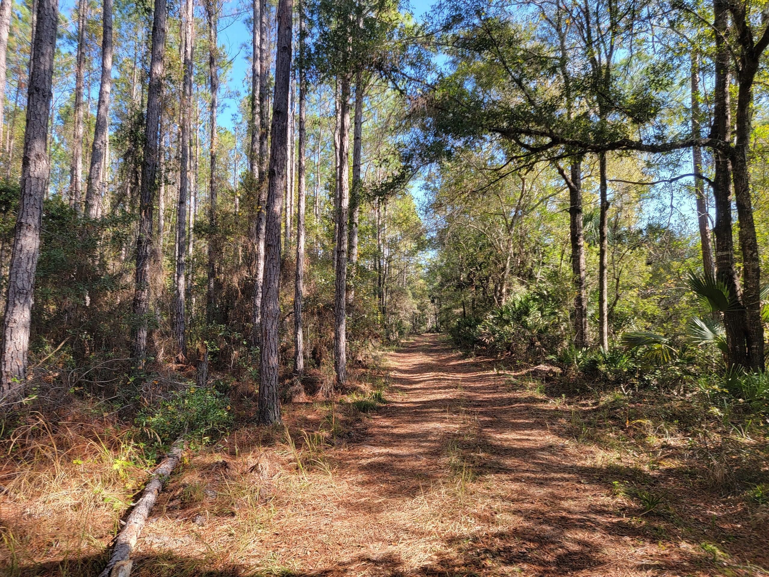 144.92 acres in Levy County, Florida