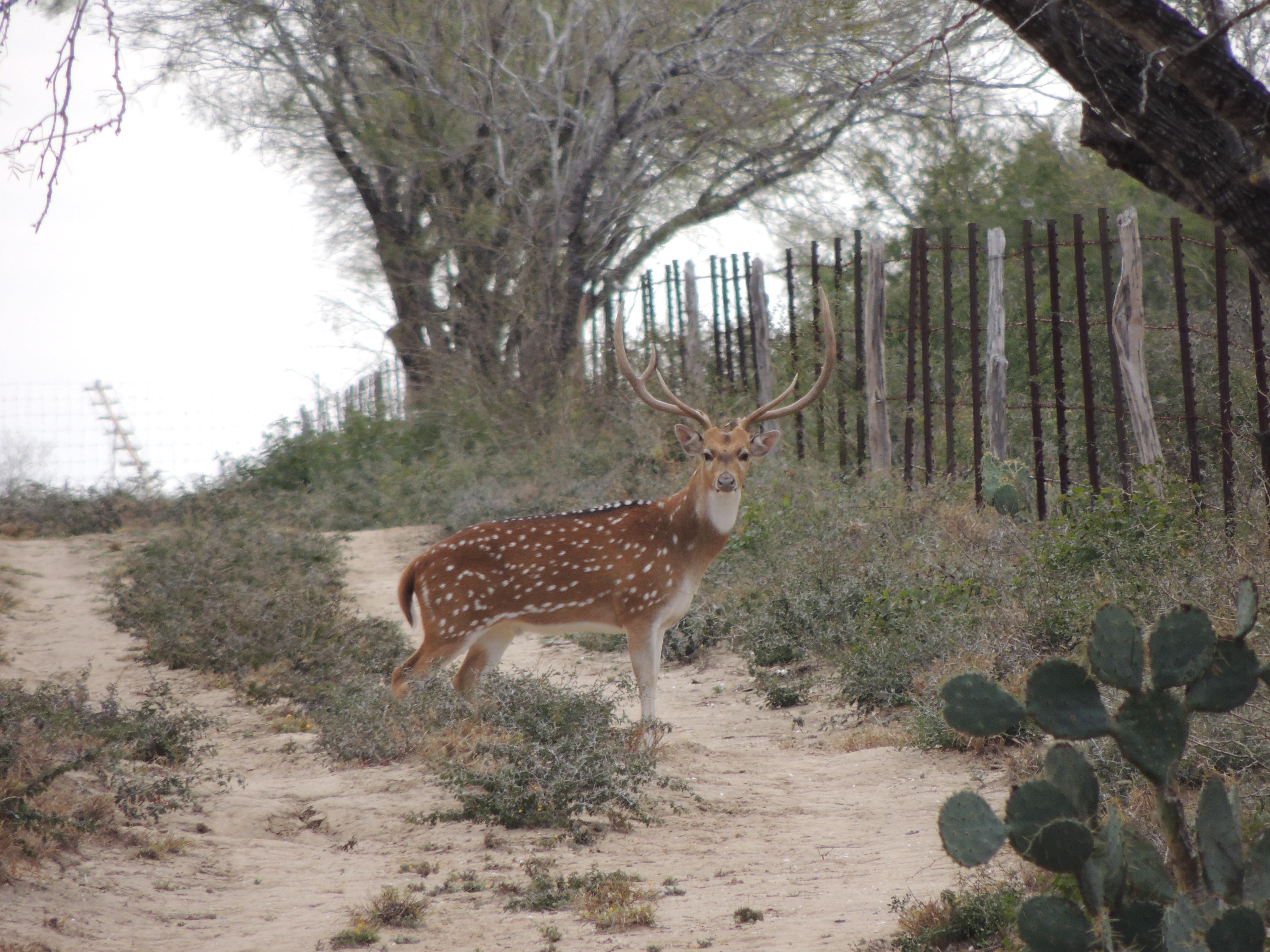 300 acres in Falcon Heights, TX, 78545 | Land.com