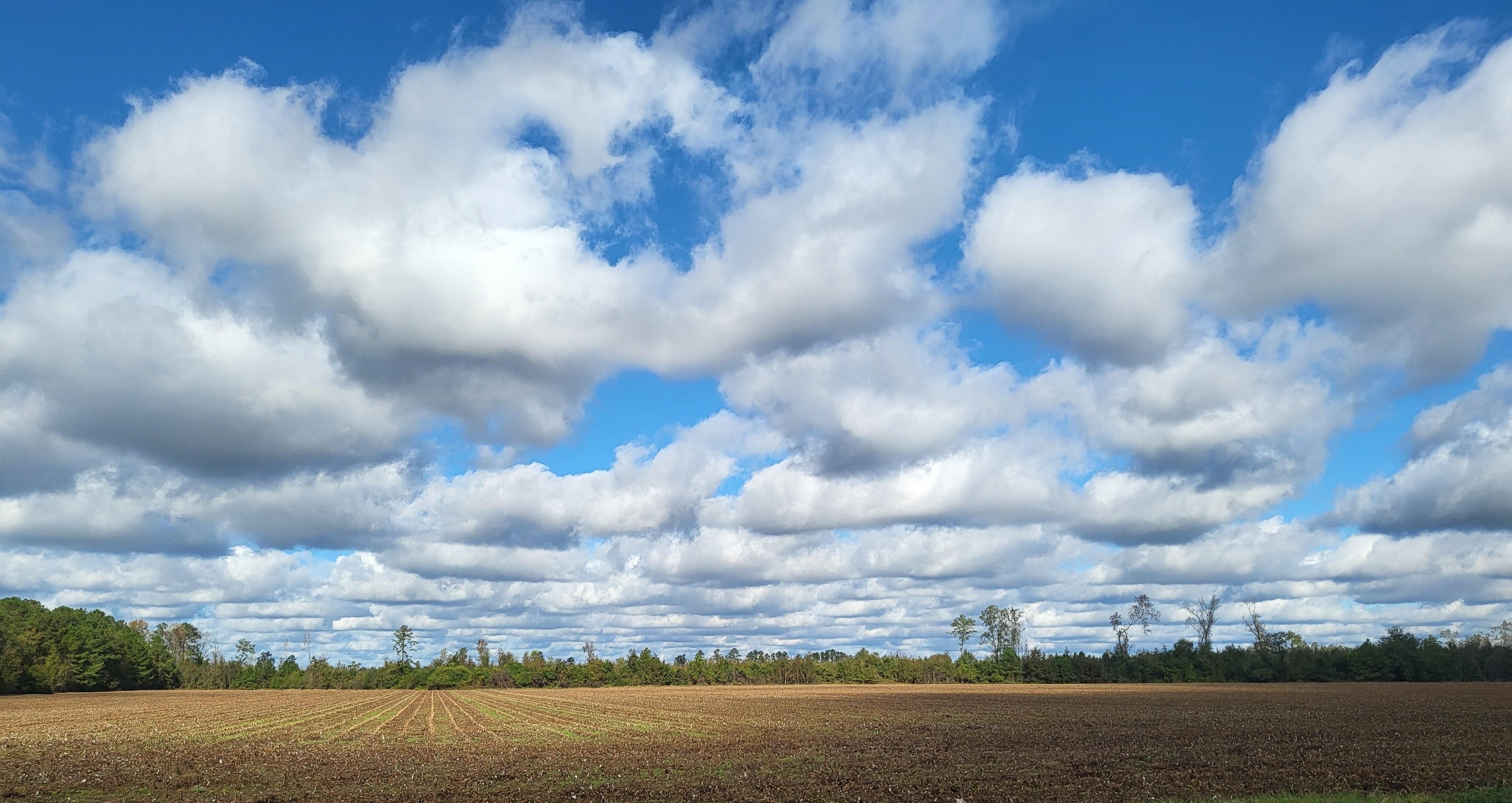 Raccoon Road, Manning, SC 29102 | Land.com