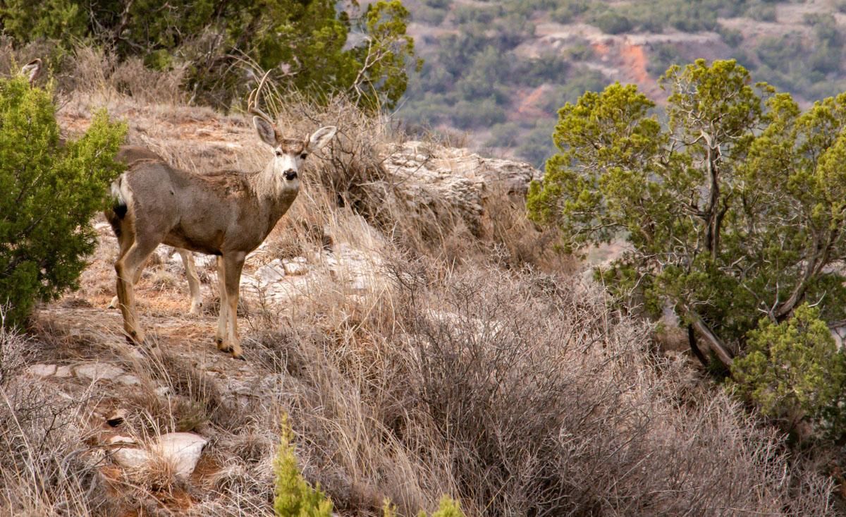 790.62 acres in Hall County, Texas