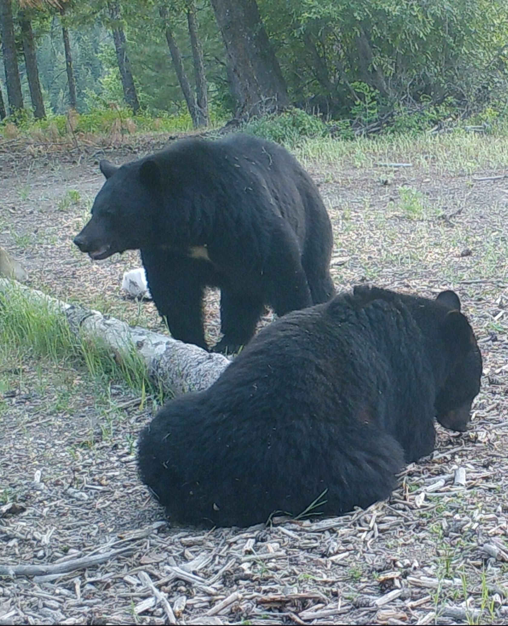 1733 Old CC Rd, Addy, WA 99101 | Land.com