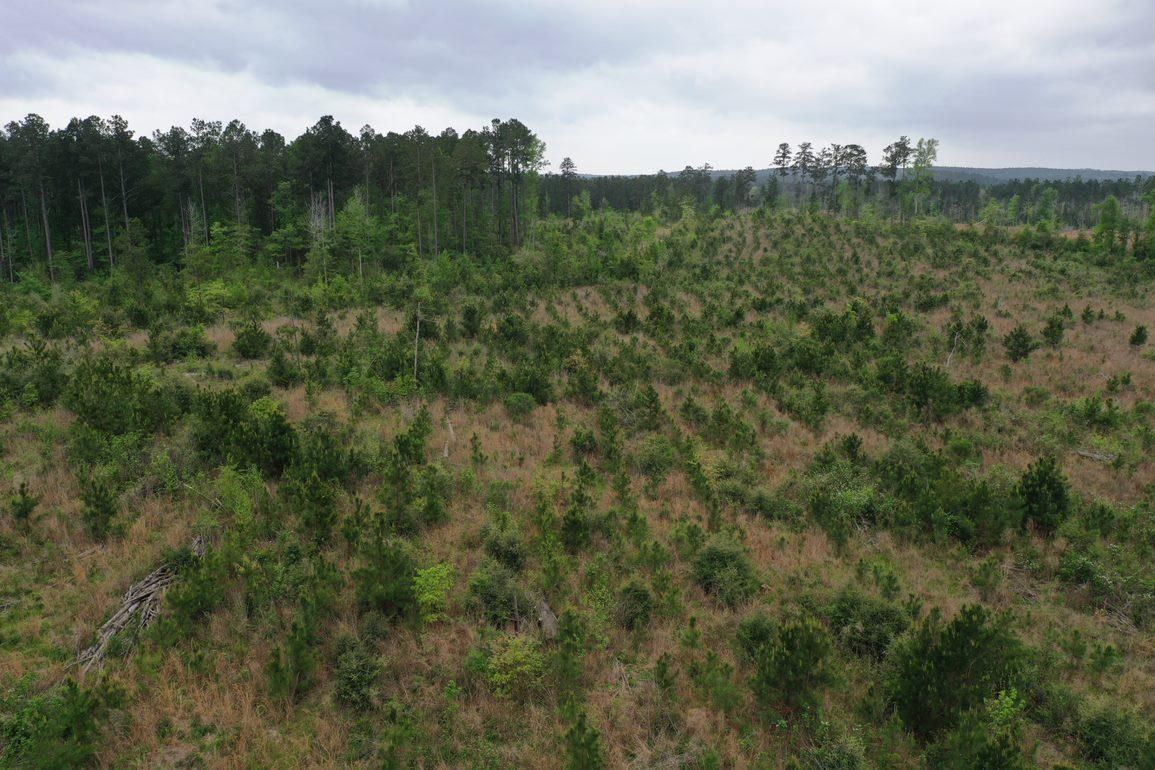 6 acres in Denning, TX, 75972 | Land.com