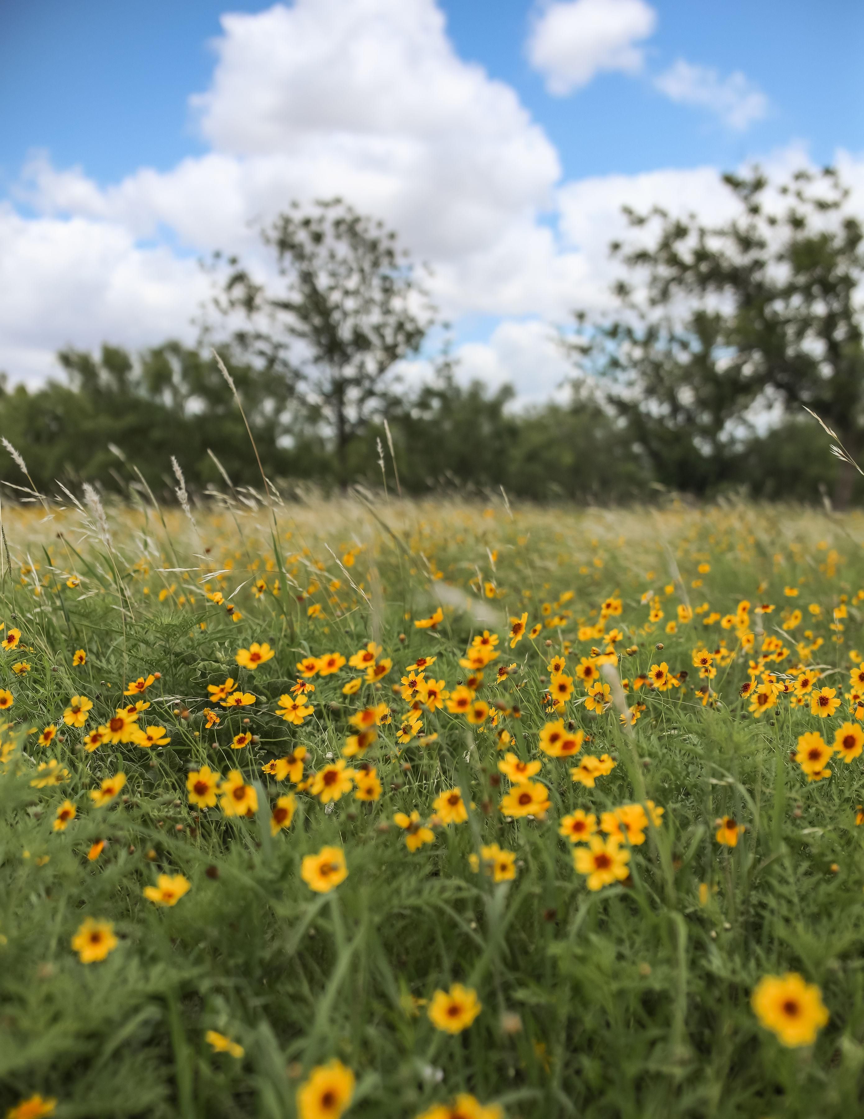 Reece Road, San Angelo, TX 76904 | Land.com