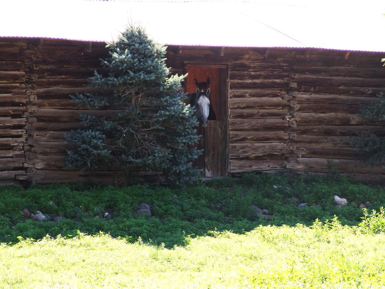 119 acres in Catron County, New Mexico