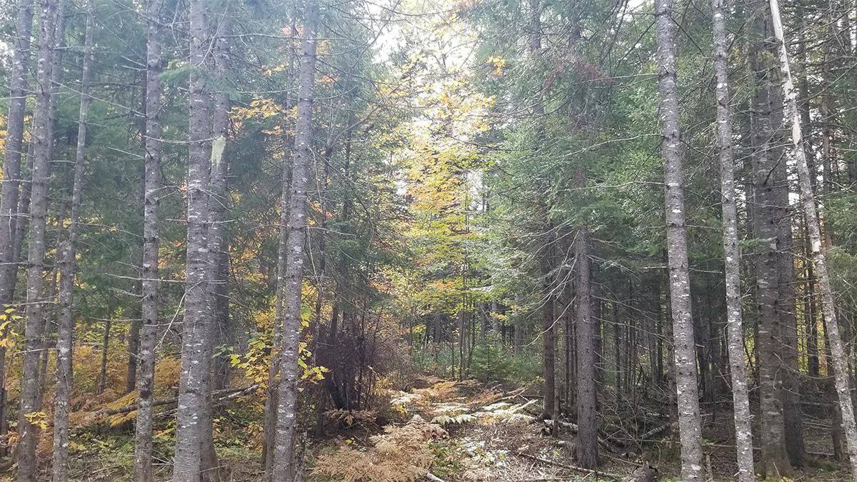 Lot 2, Crystal, ME 04747 | Land.com