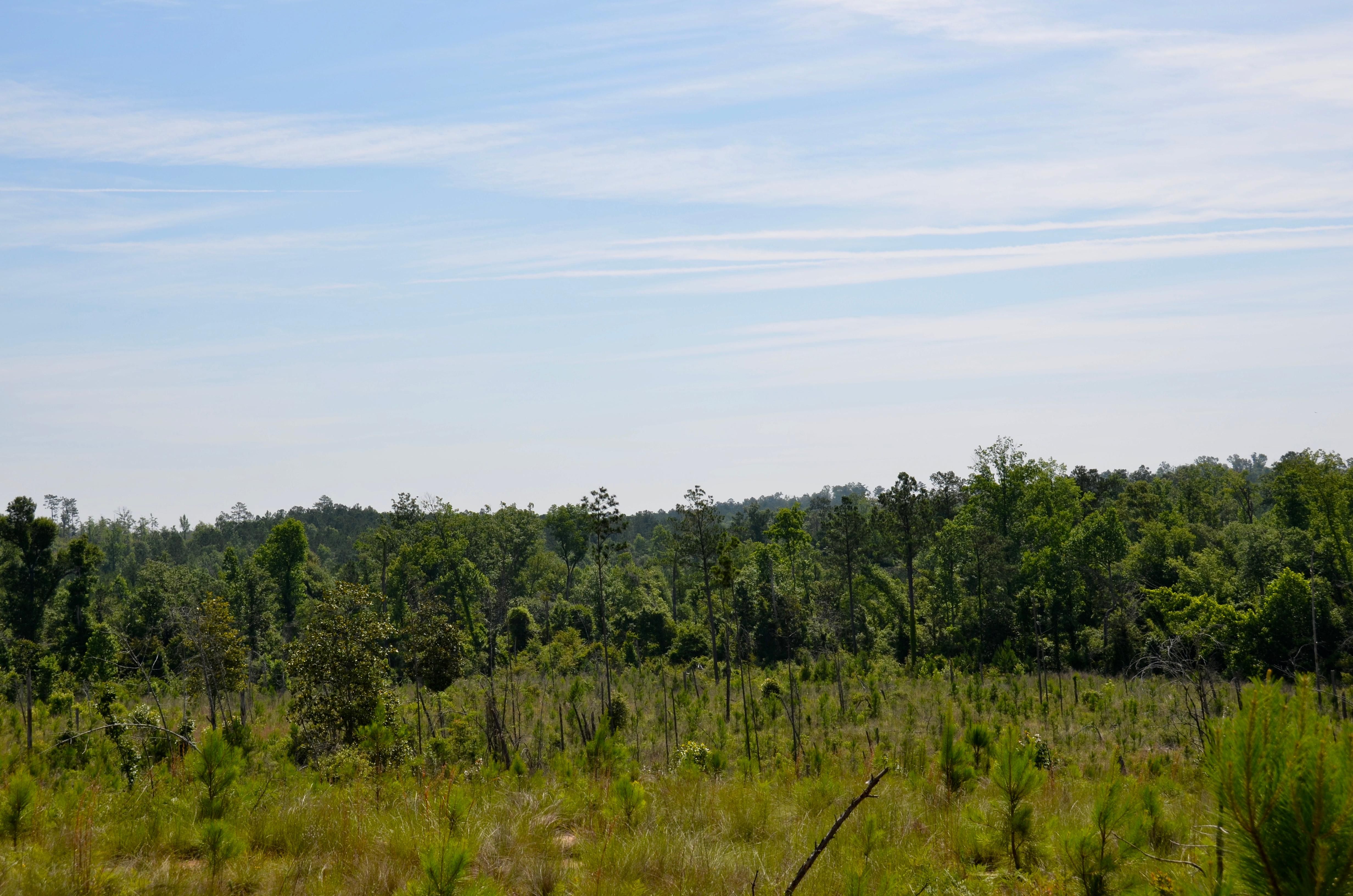 Dolan Rd, Chattahoochee, FL 32324 | Land.com