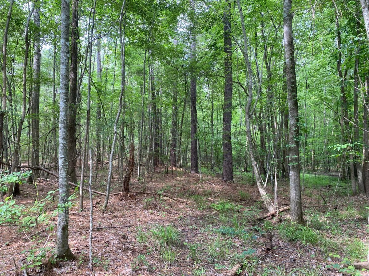 16.6 Acres, Attala County, MS, Kosciusko, MS 39090 | Land.com