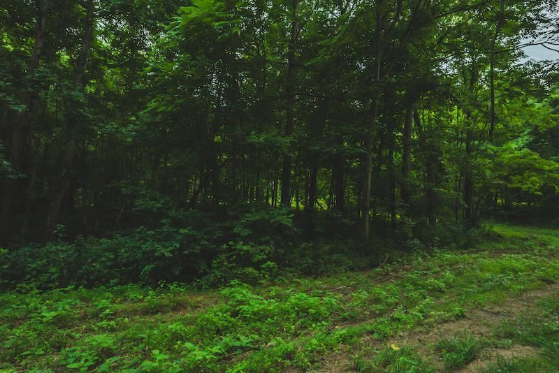 Woolwine Hwy, Woolwine, VA 24185 | Land.com