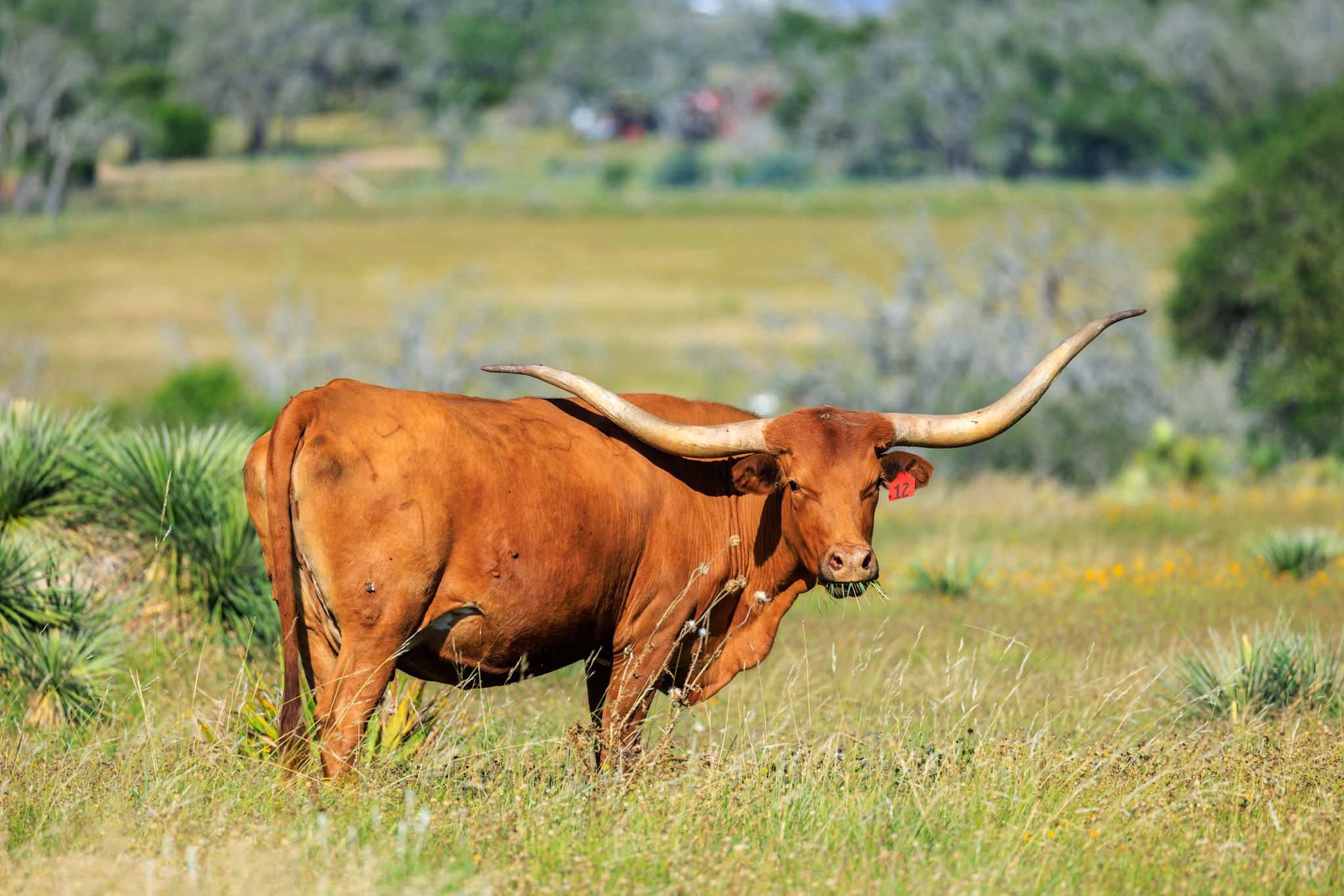 N Ranch Rd 783, Harper, TX 78631 | MLS: 88776 | Land.com