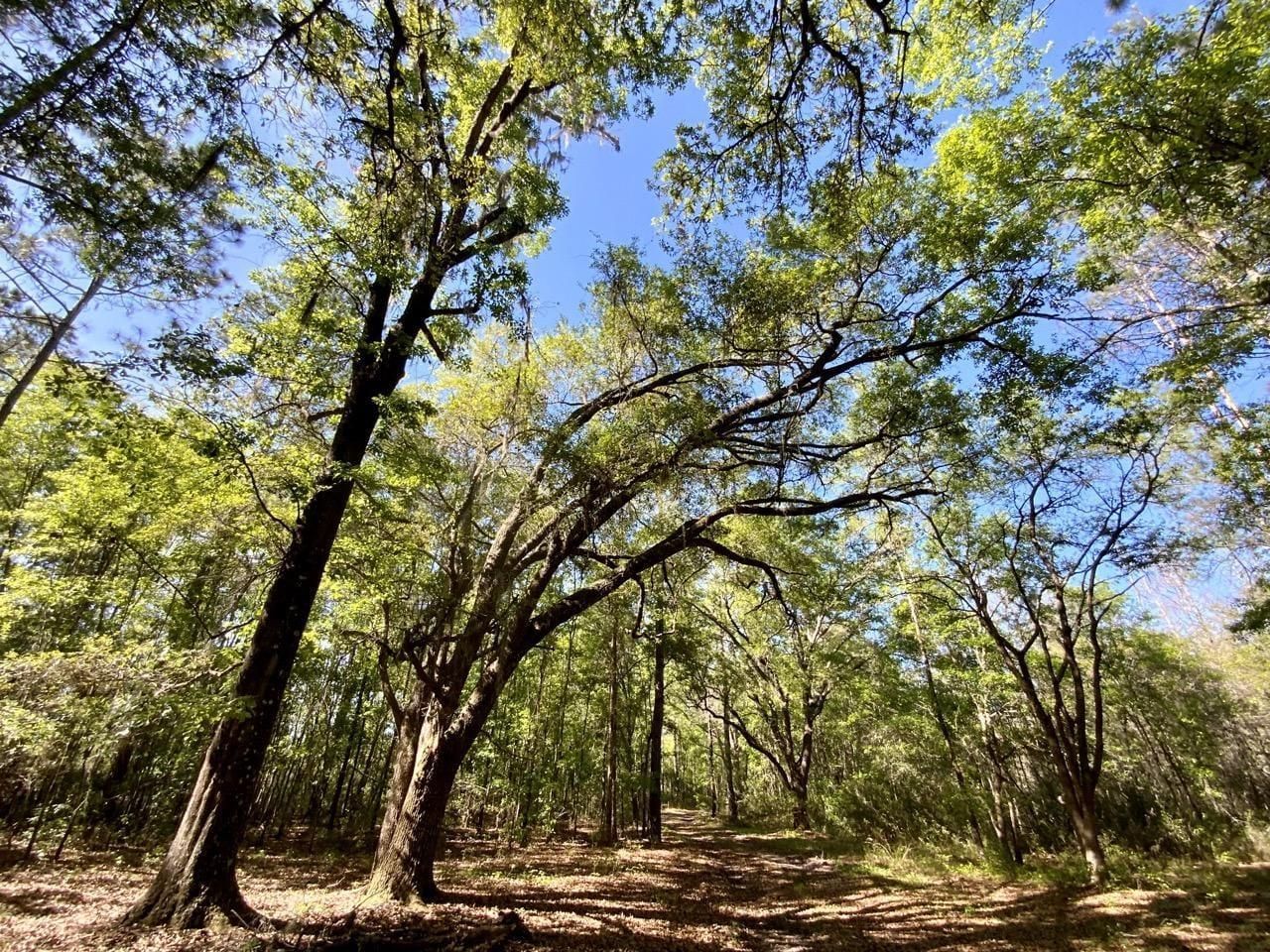 19.35 acres in Madison County, Florida