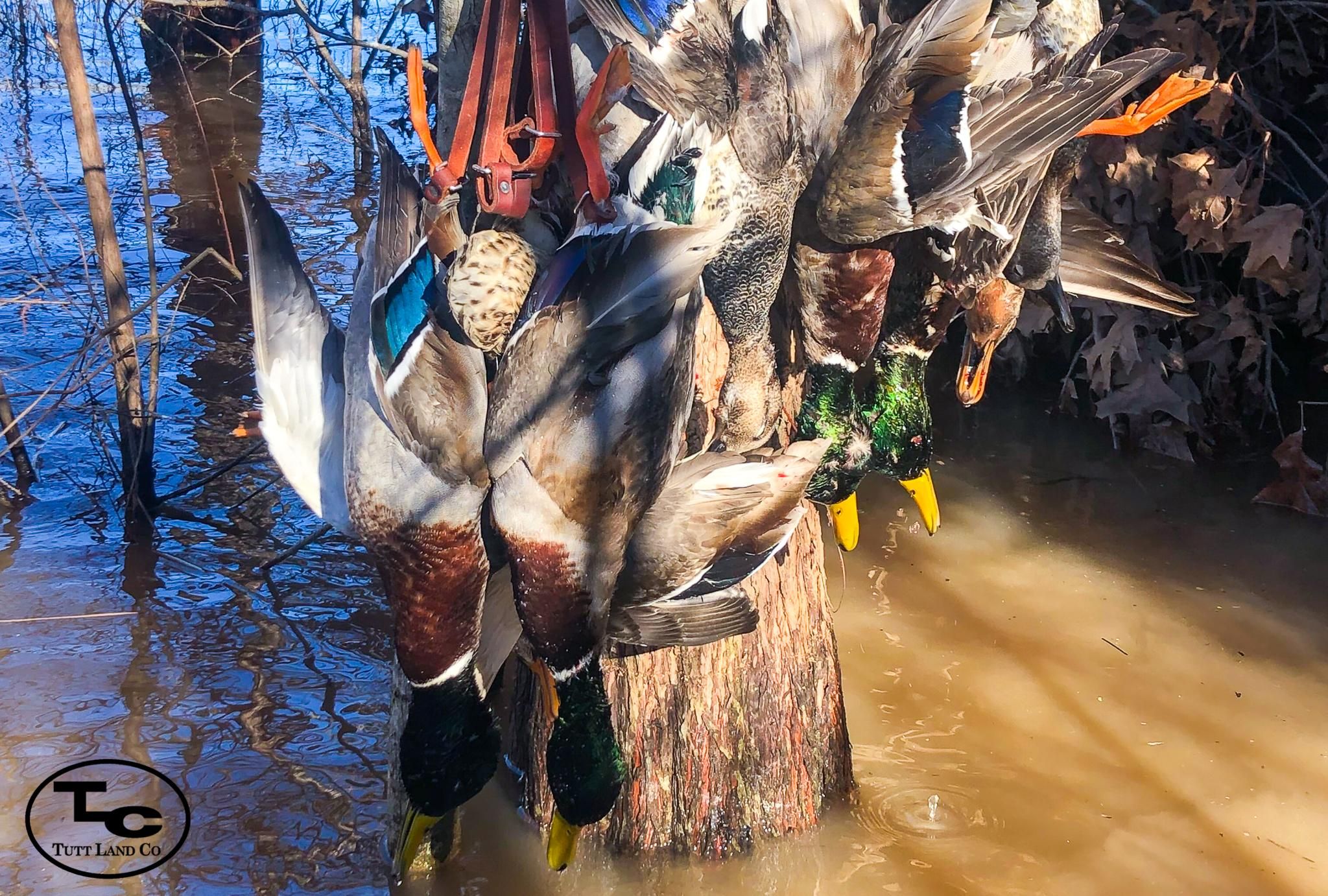 James Anderson Road, Stanton, TN 38069 | Land.com