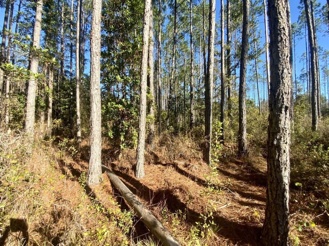 Vacant SW Ontario Rd., Greenville, FL 32331 | Land.com