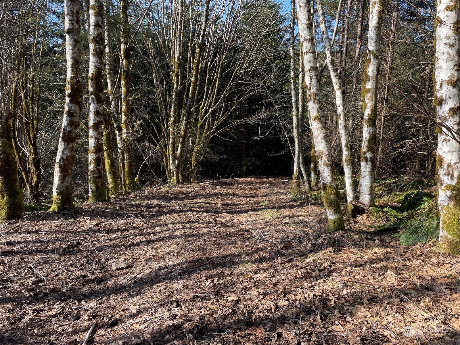 40 acres in Cowlitz County, Washington