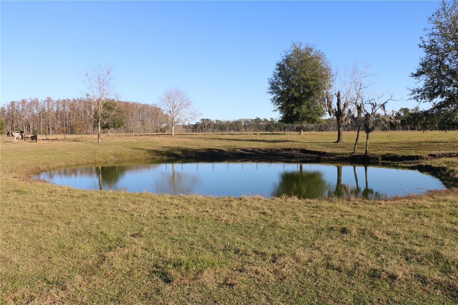 20 acres in Lake County, Florida