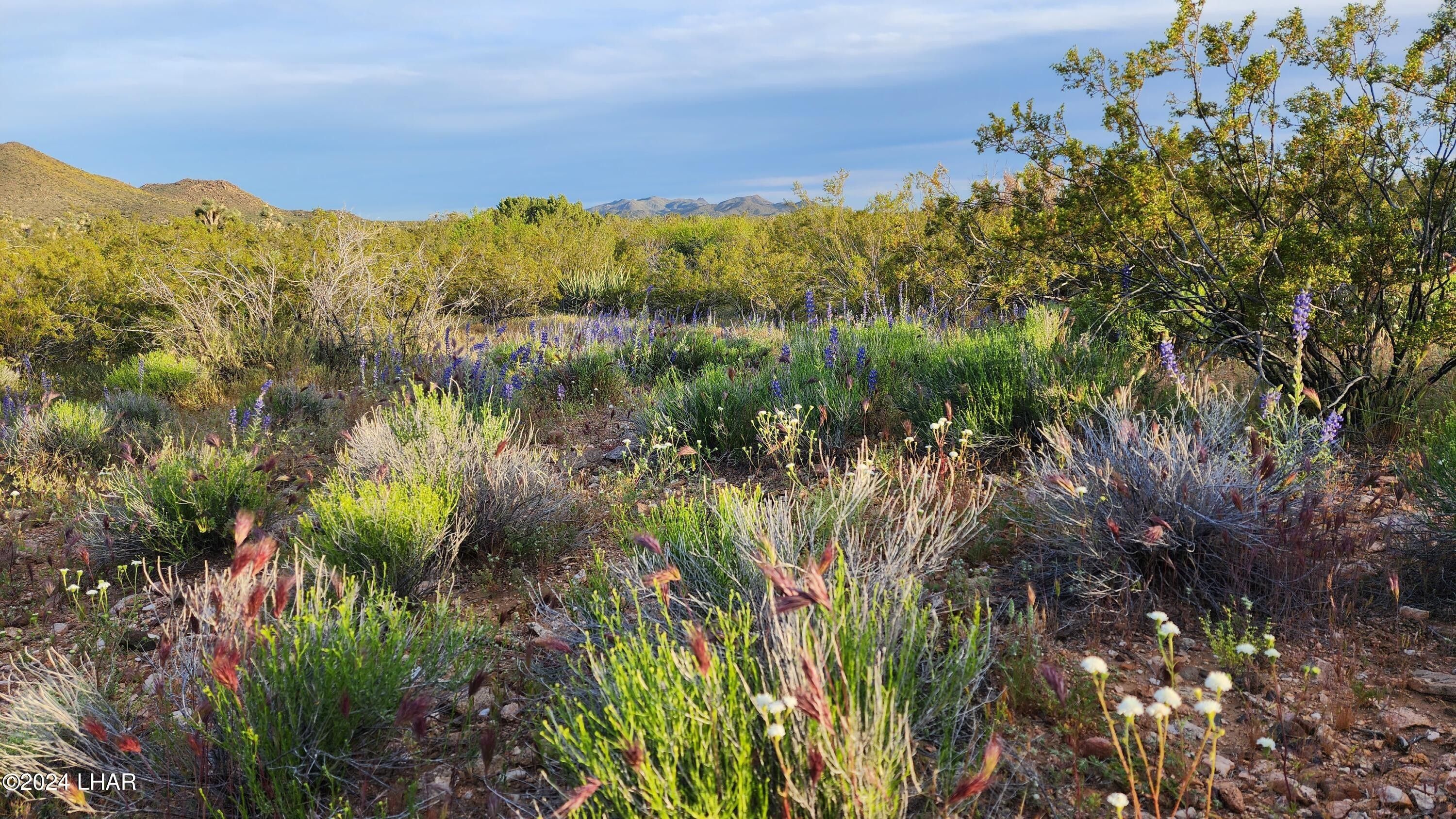 54 E Yucca Dr, Yucca, AZ 86438 | MLS: 1028965 | Land.com