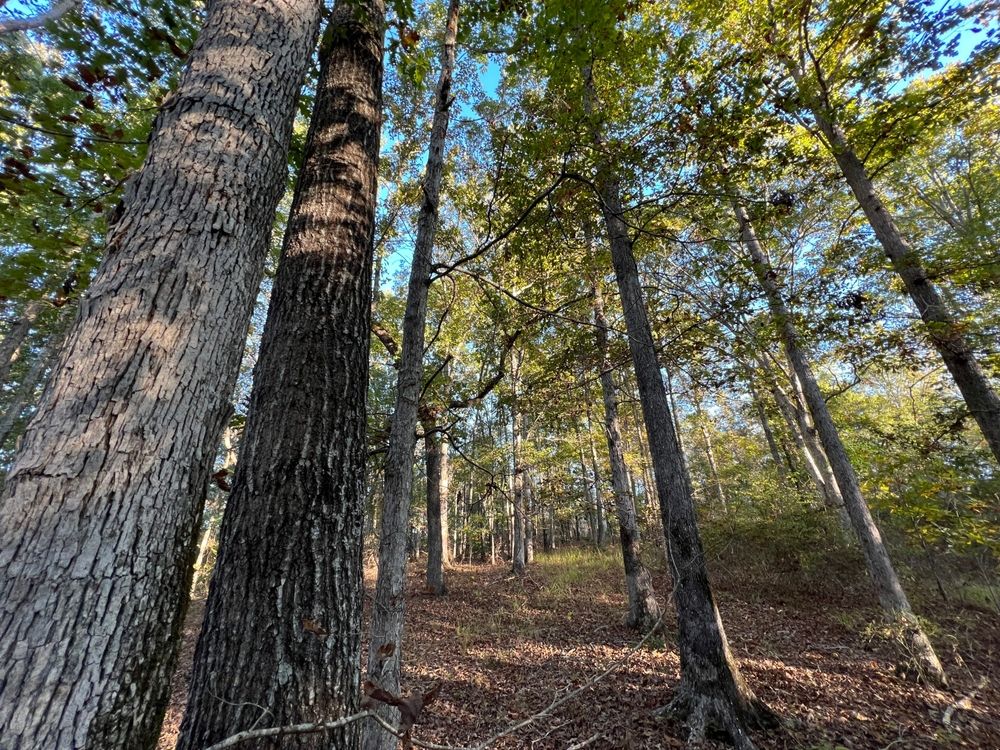 Jackson Road, Camp Hill, AL 36850 | Land.com