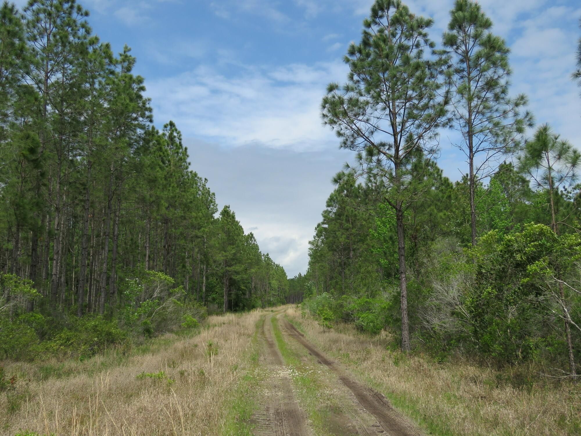 SR 24, Bronson, FL 32621 | Land.com