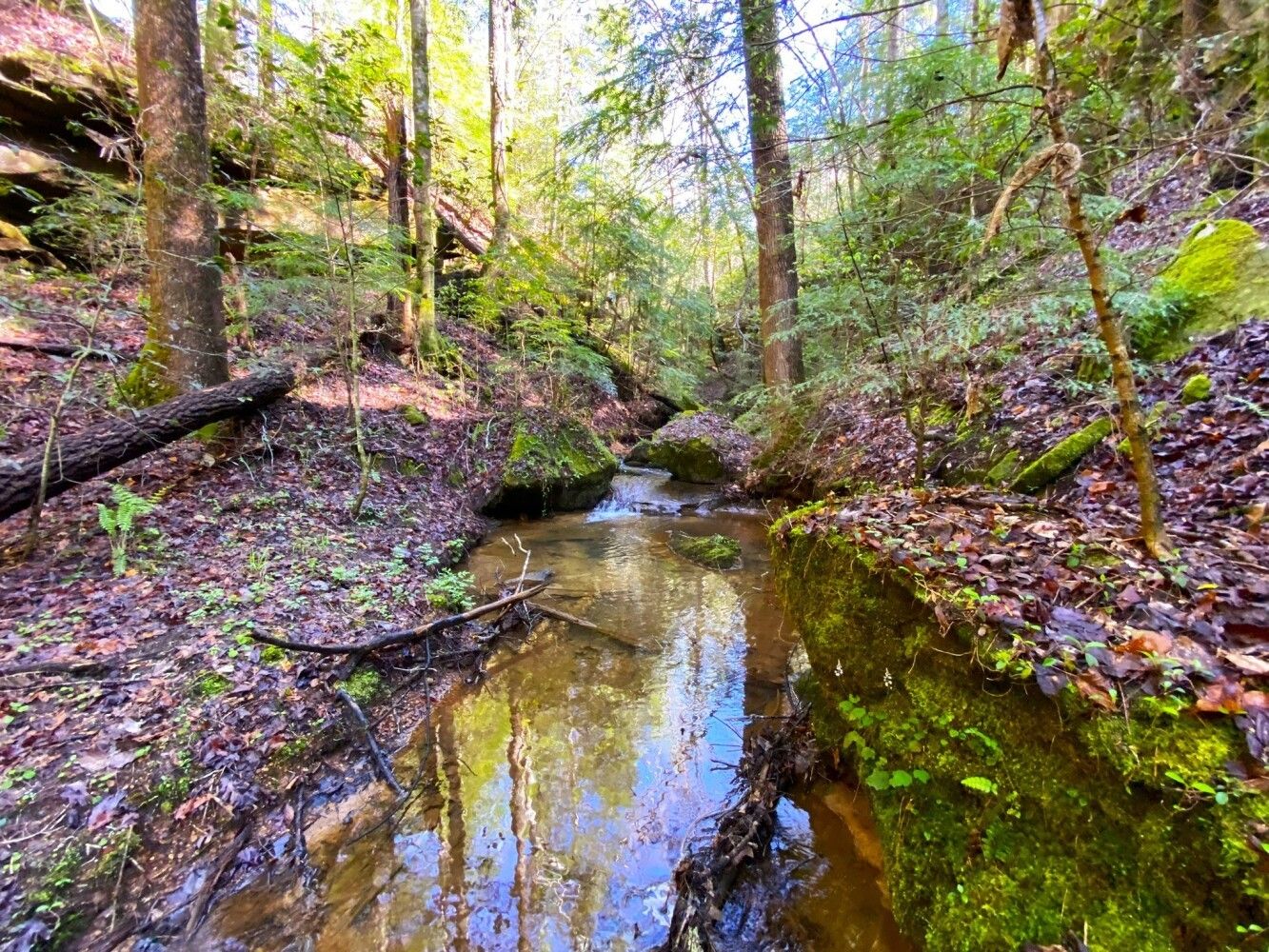 114 acres in Winston County, Alabama