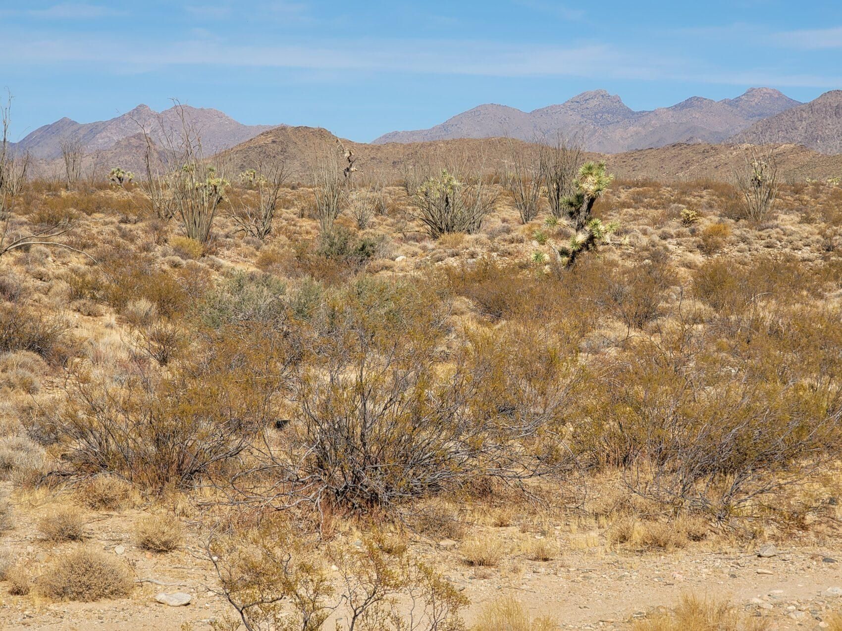 2.06 acres in Yucca, AZ, 86438 | MLS: 245-17-065 | Land.com