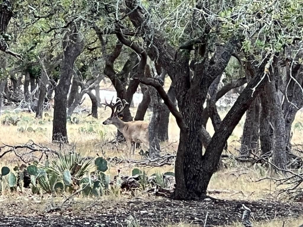 10.01 acres in Harper, TX, 78631 | MLS: Exotics/Amazing Oaks/Great ...