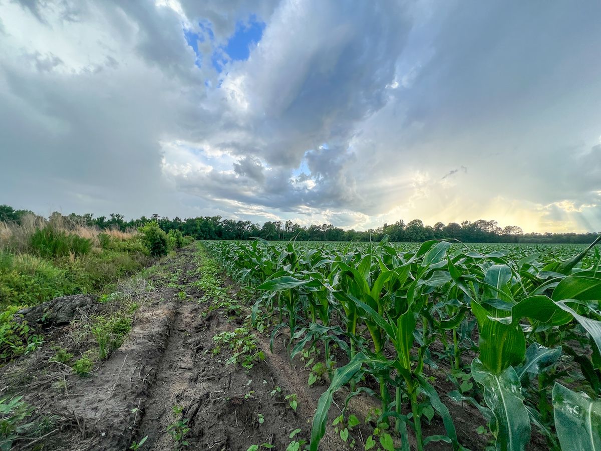 Highway 341, Lot#Wp001, Lynchburg, SC 29080 | Land.com