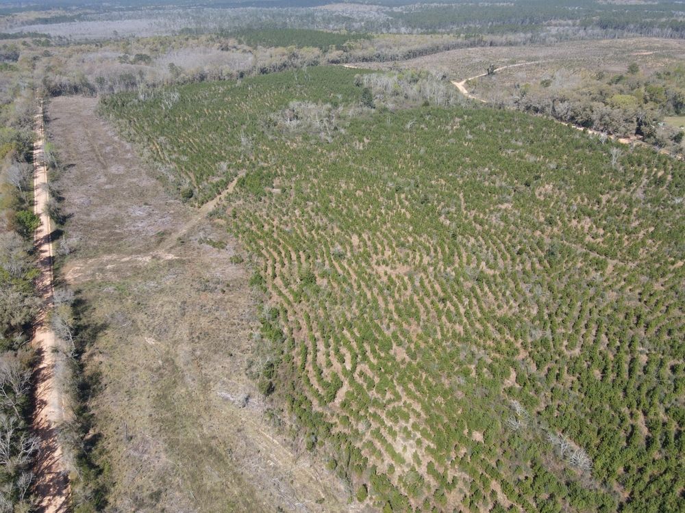 Beda Rd, Wing, AL 36483 | Land.com