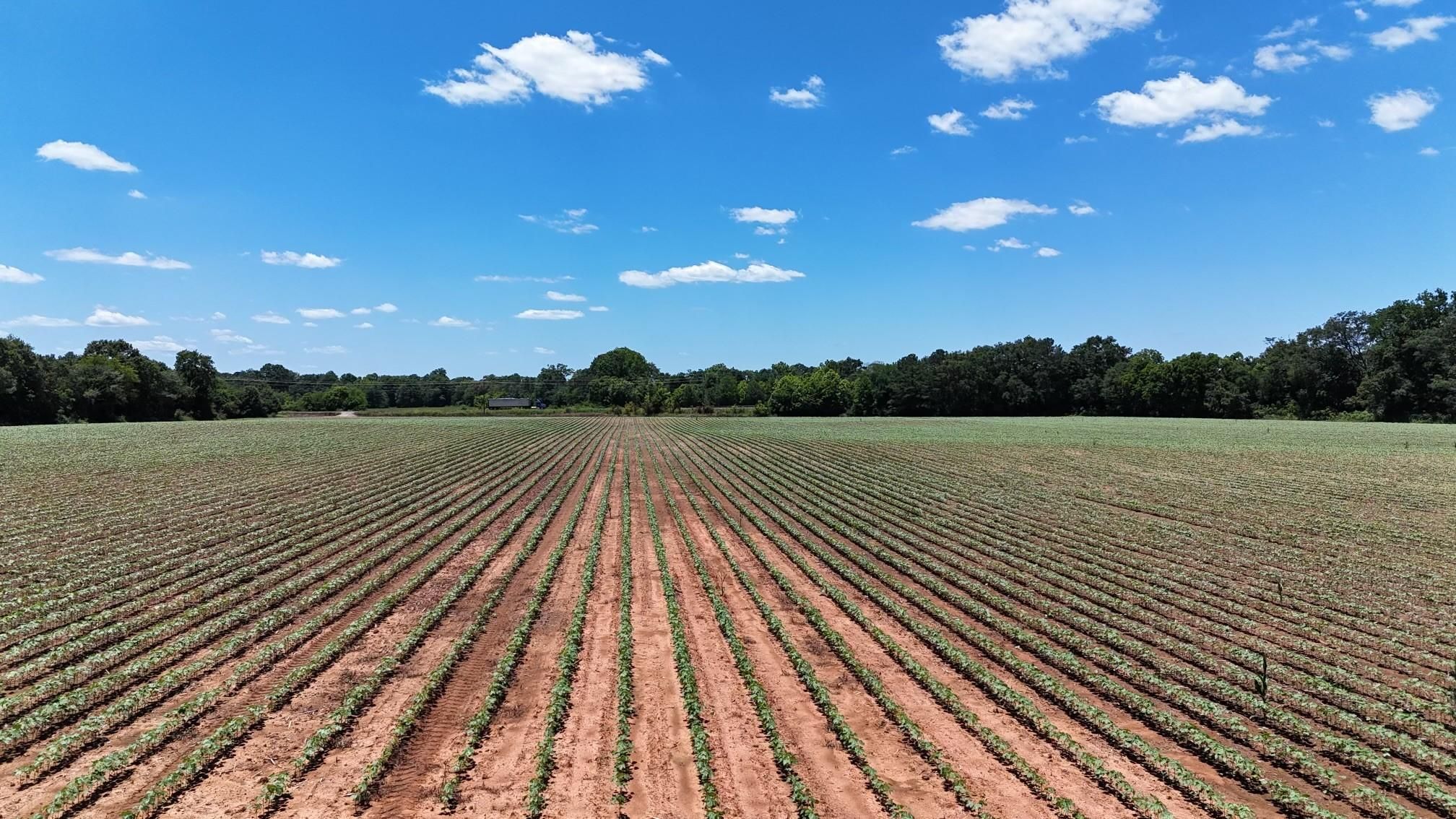 36 acres in Talladega, AL, 35160 | MLS: 01062-10010 | Land.com