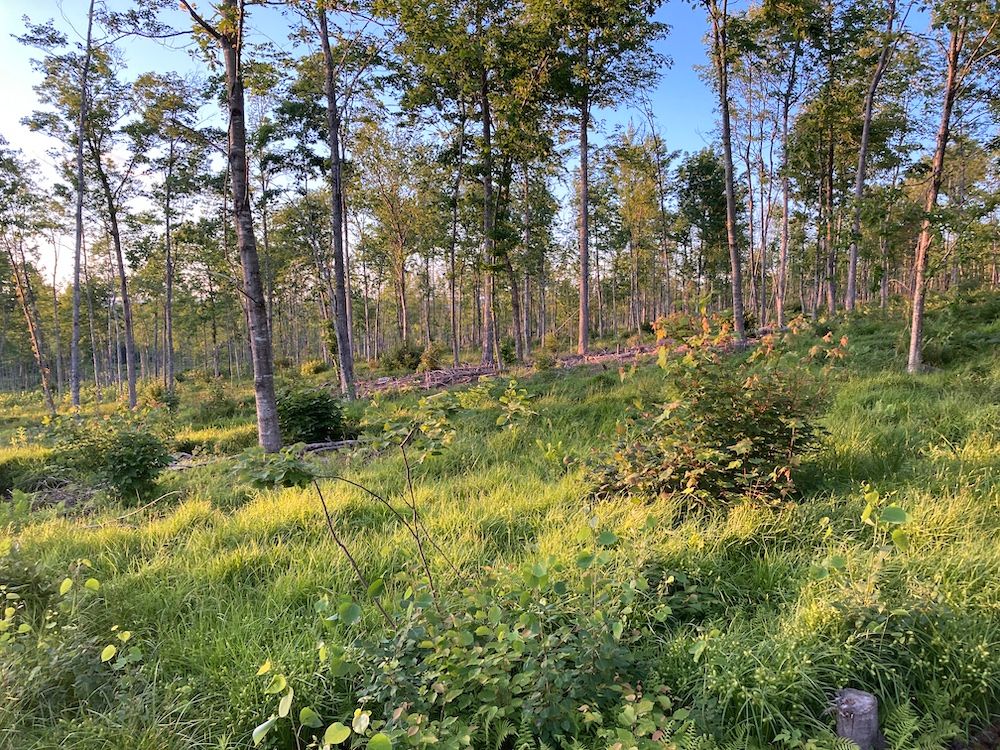 Map1Lot25 Brighton Road, Solon, ME 04979 | MLS: 1583174 | Land.com