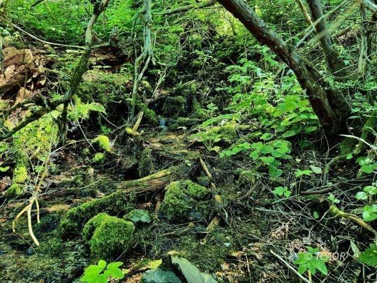 3821 FSRD 5N21, Burnt Ranch, CA 95527 | MLS: 2112317 | Land.com