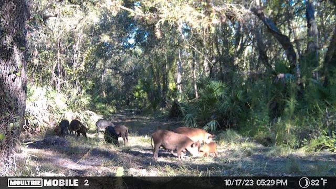 3832 SW Wildcat Run Rd, Lot#WP001, Arcadia, FL 34266 | Land.com