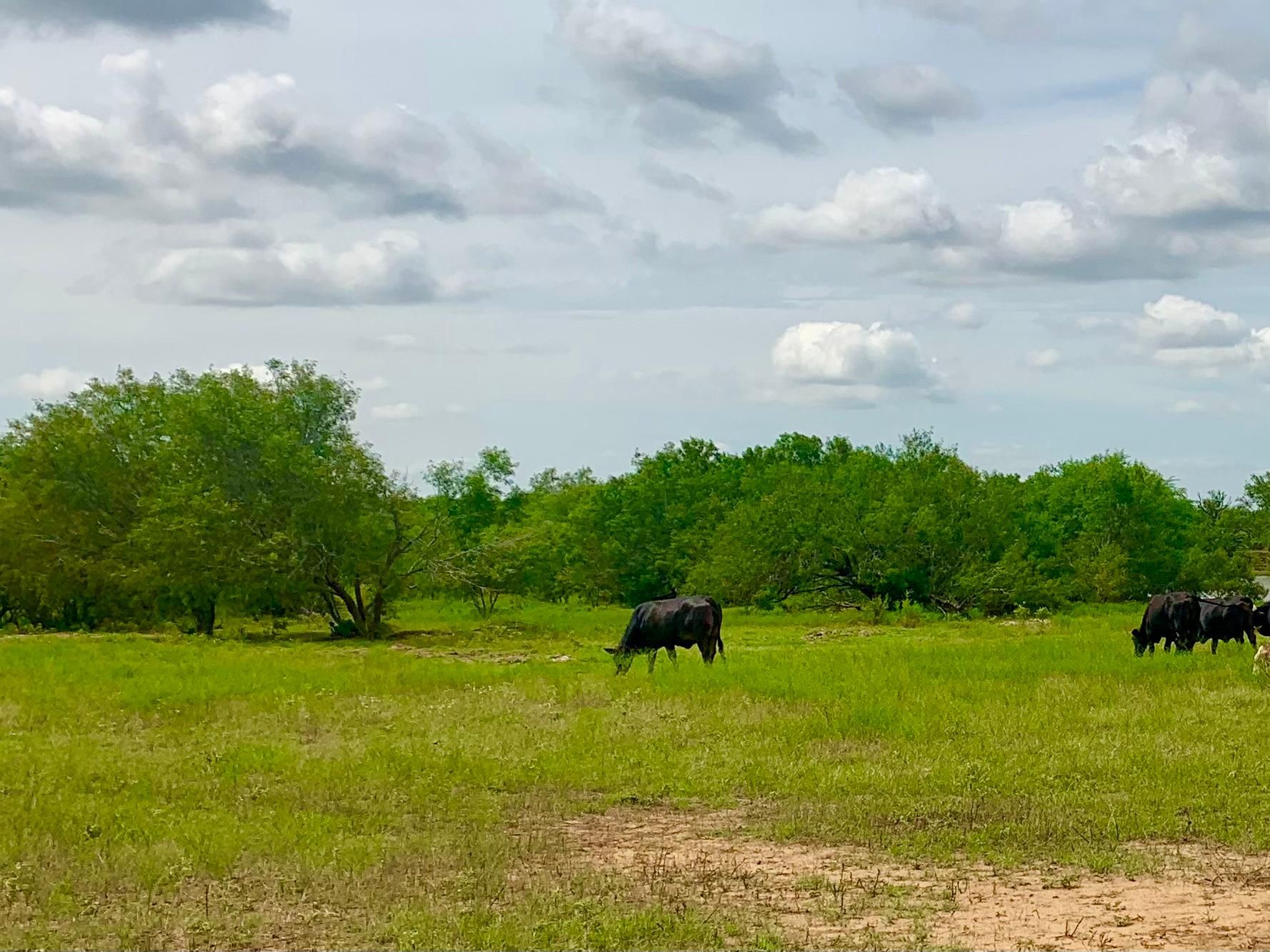 tbd Kotara Lane, Poth, TX 78114 | MLS: 1791120 | Land.com
