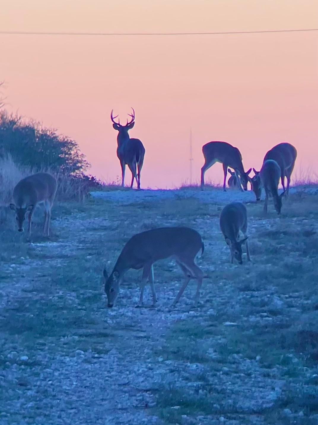 338 acres in Freer, TX, 78384 | Land.com