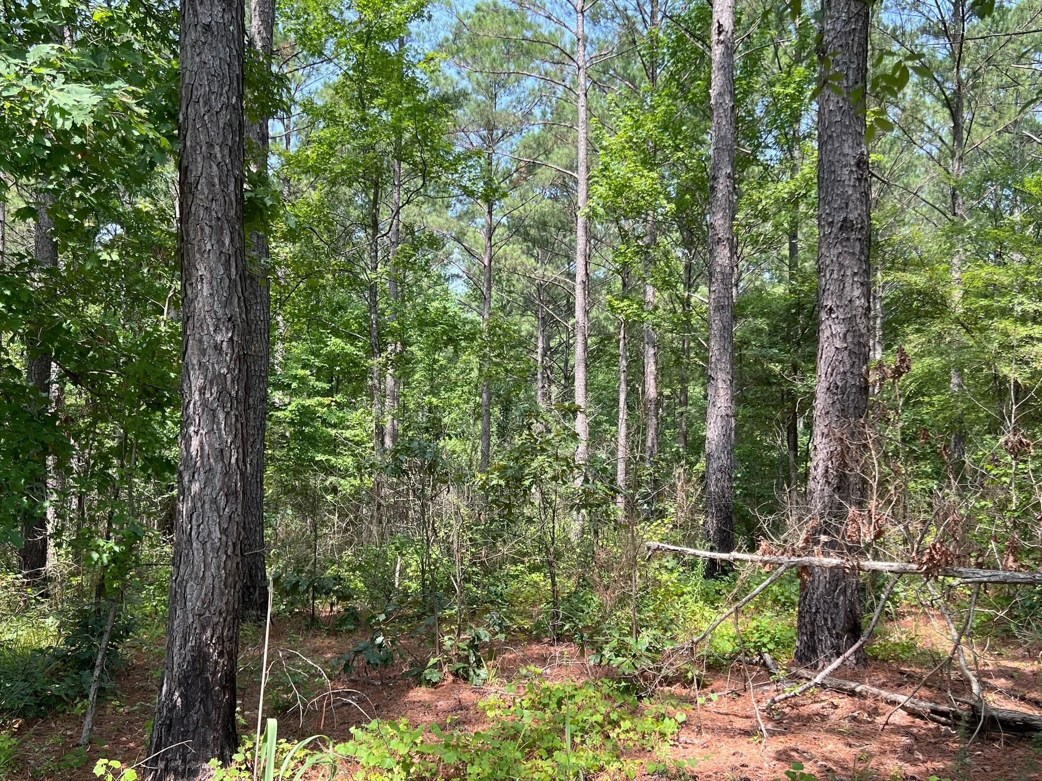County Road 118, Water Valley, MS 38965 | MLS: 158694 | Land.com