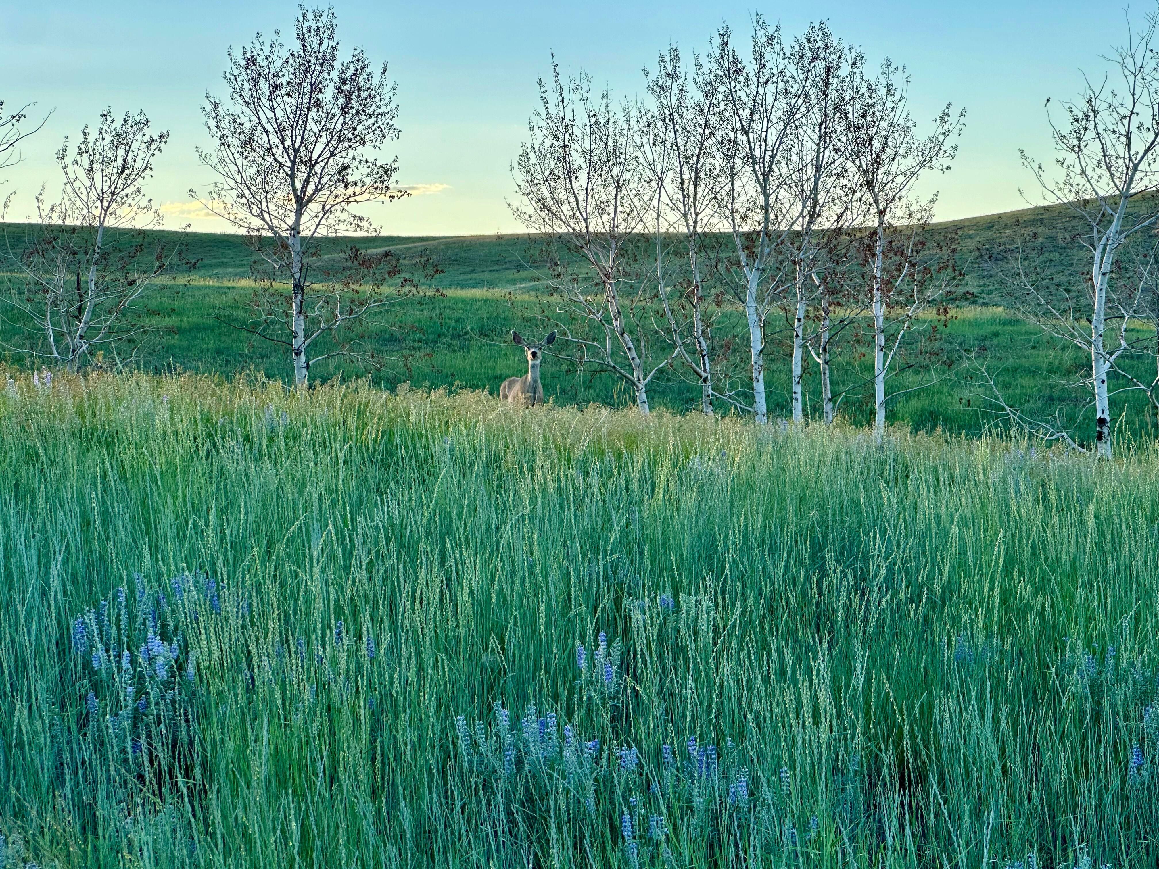 00 CO RD 5, Craig, CO 81625 | MLS: 177239 | Land.com