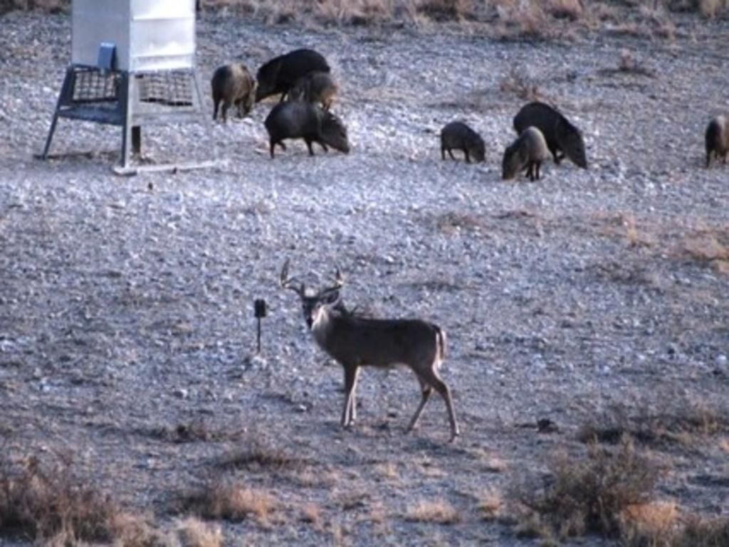 178.31 acres in Langtry, TX, 78871 | MLS: GREAT HUNTING, WATER ...