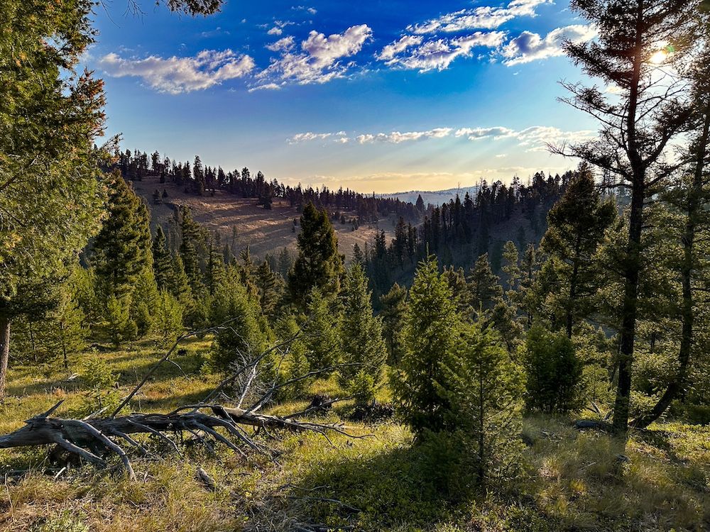 TBD Wapiti Road, Lot#WP001, Philipsburg, MT 59858 | Land.com