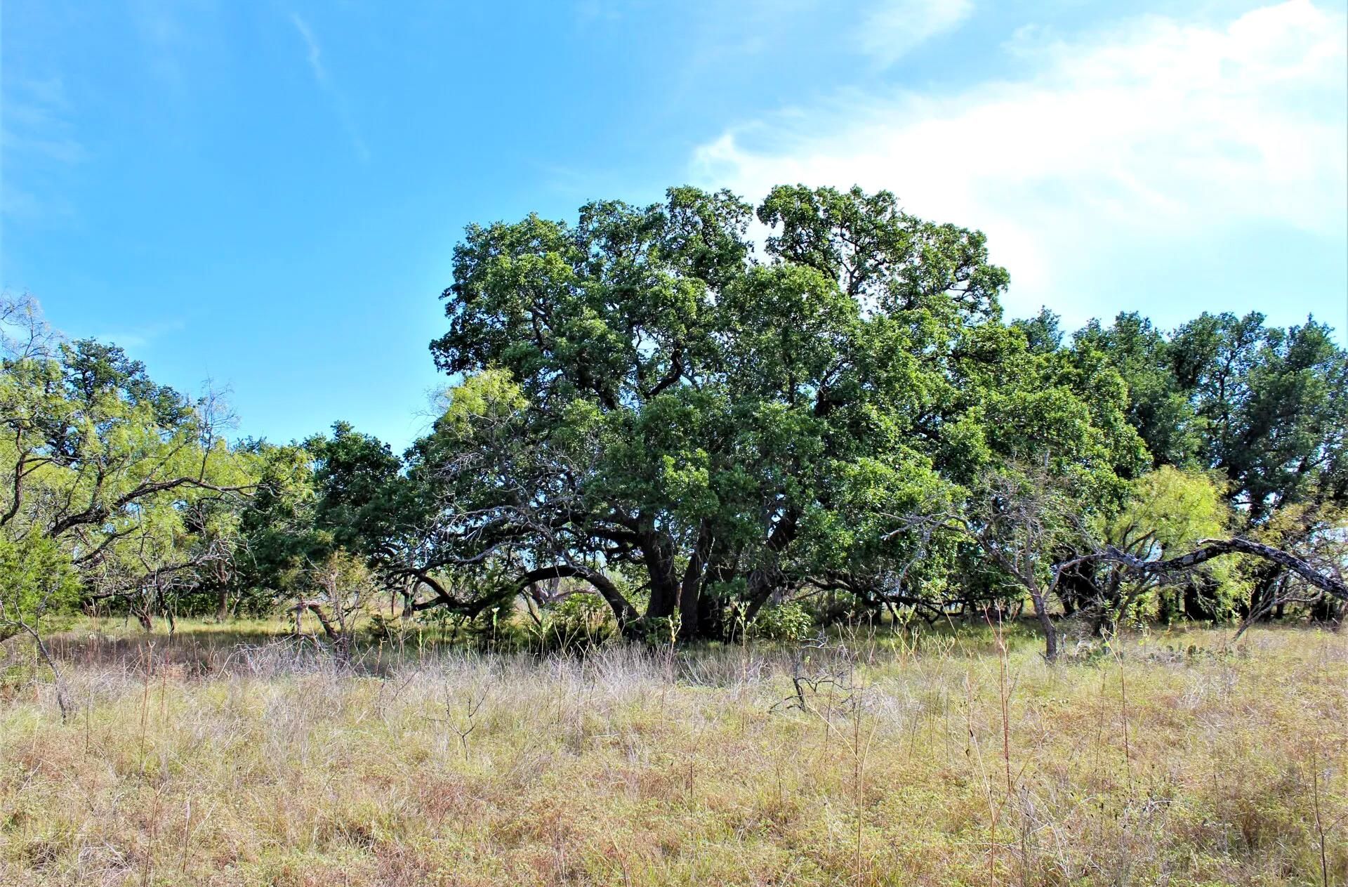 County Road 118, Mullin, TX 76864 | Land.com