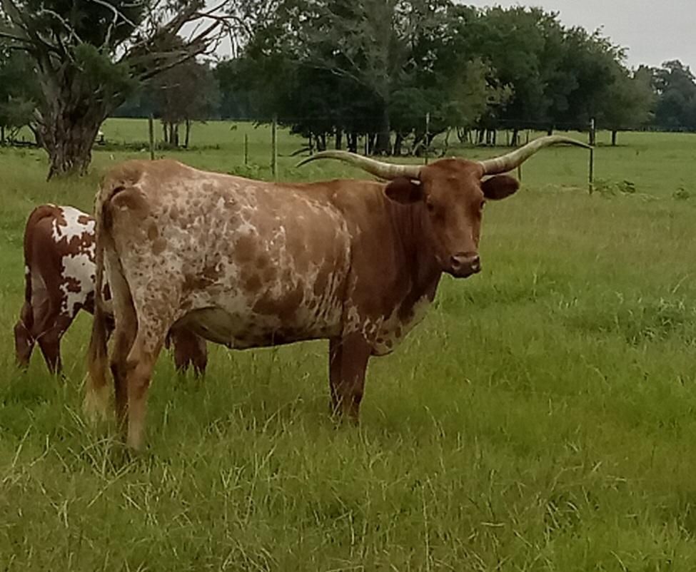 State Road 26, Fanning Springs, FL 32693 | Land.com