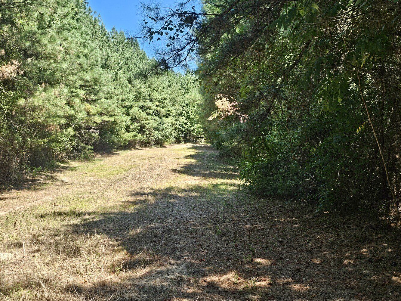000 Old Bull MTN RD, Hodges, AL 35571 | MLS: 11339069 | Land.com