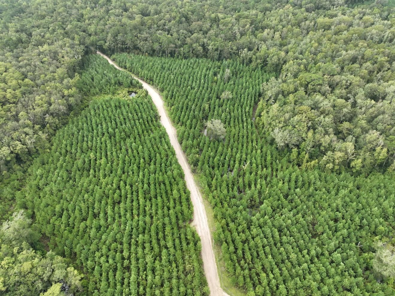 Fallow Rd, Lamont, FL 32336 | Land.com