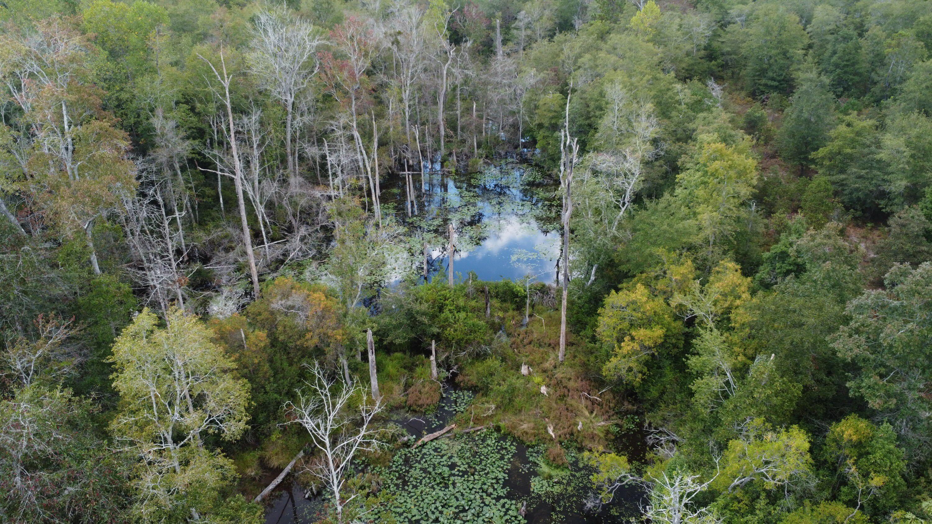 1365 Dairy Road, Ridge Spring, SC 29129 | MLS: 213952 | Land.com