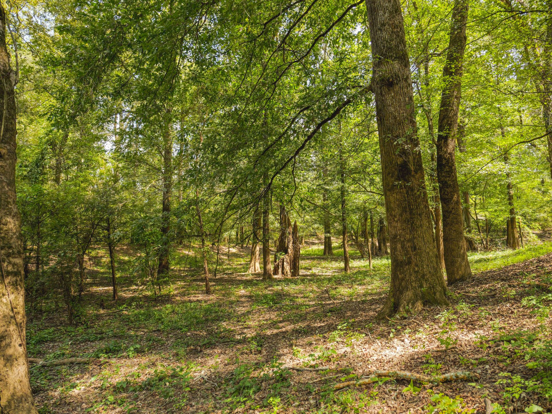 83 Acres, Leake County, MS, Carthage, MS 39051 | Land.com
