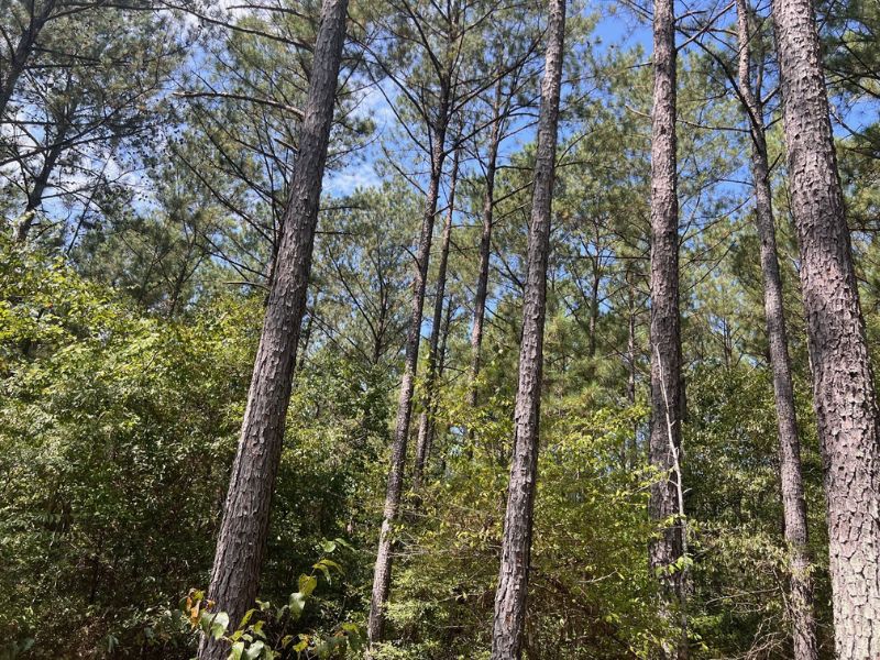 Charles Reeves Road, Roberta, GA 31078 | Land.com