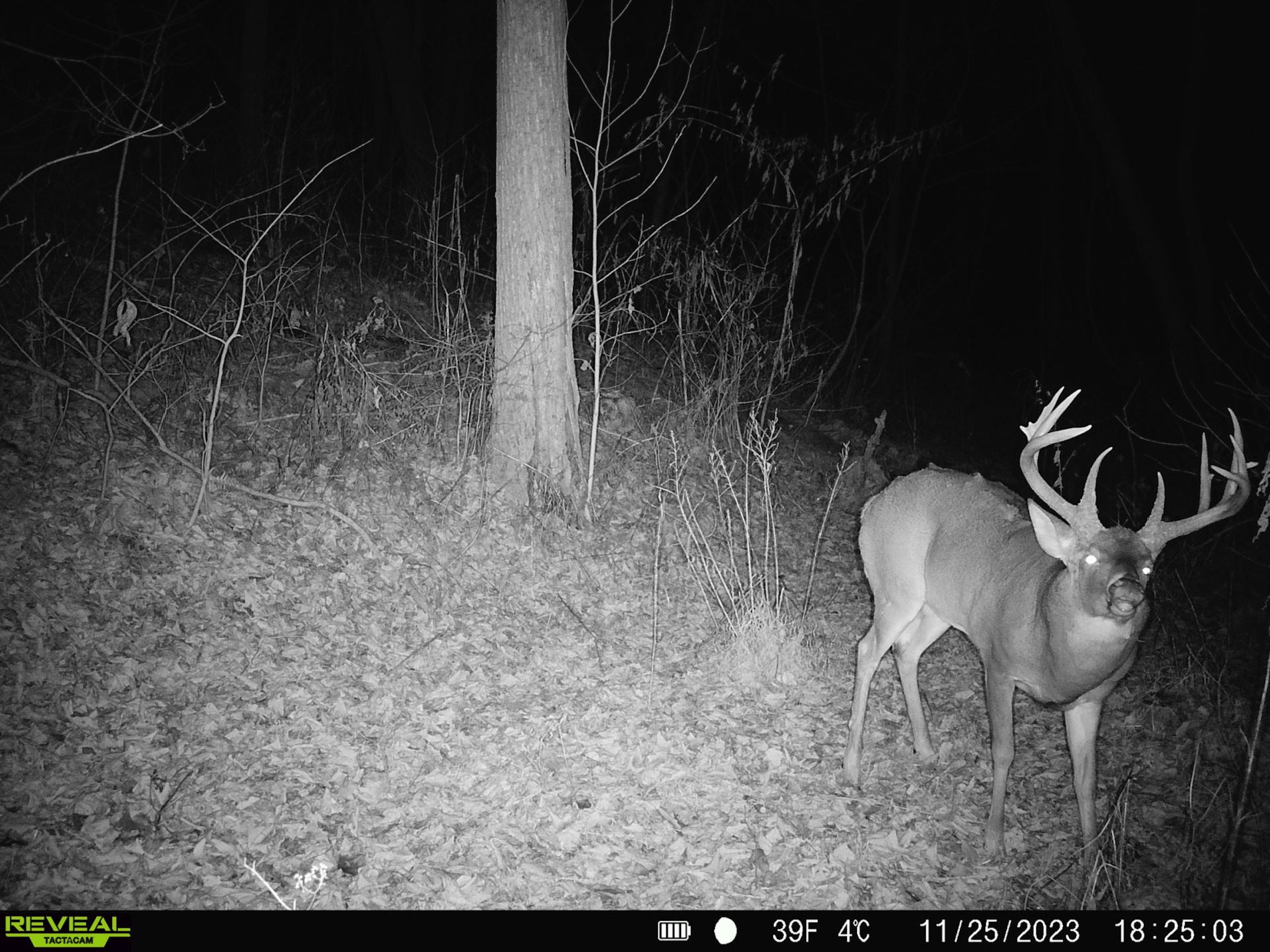 1767 Wintersteen Run Rd., Blue Creek, OH 45616 | Land.com