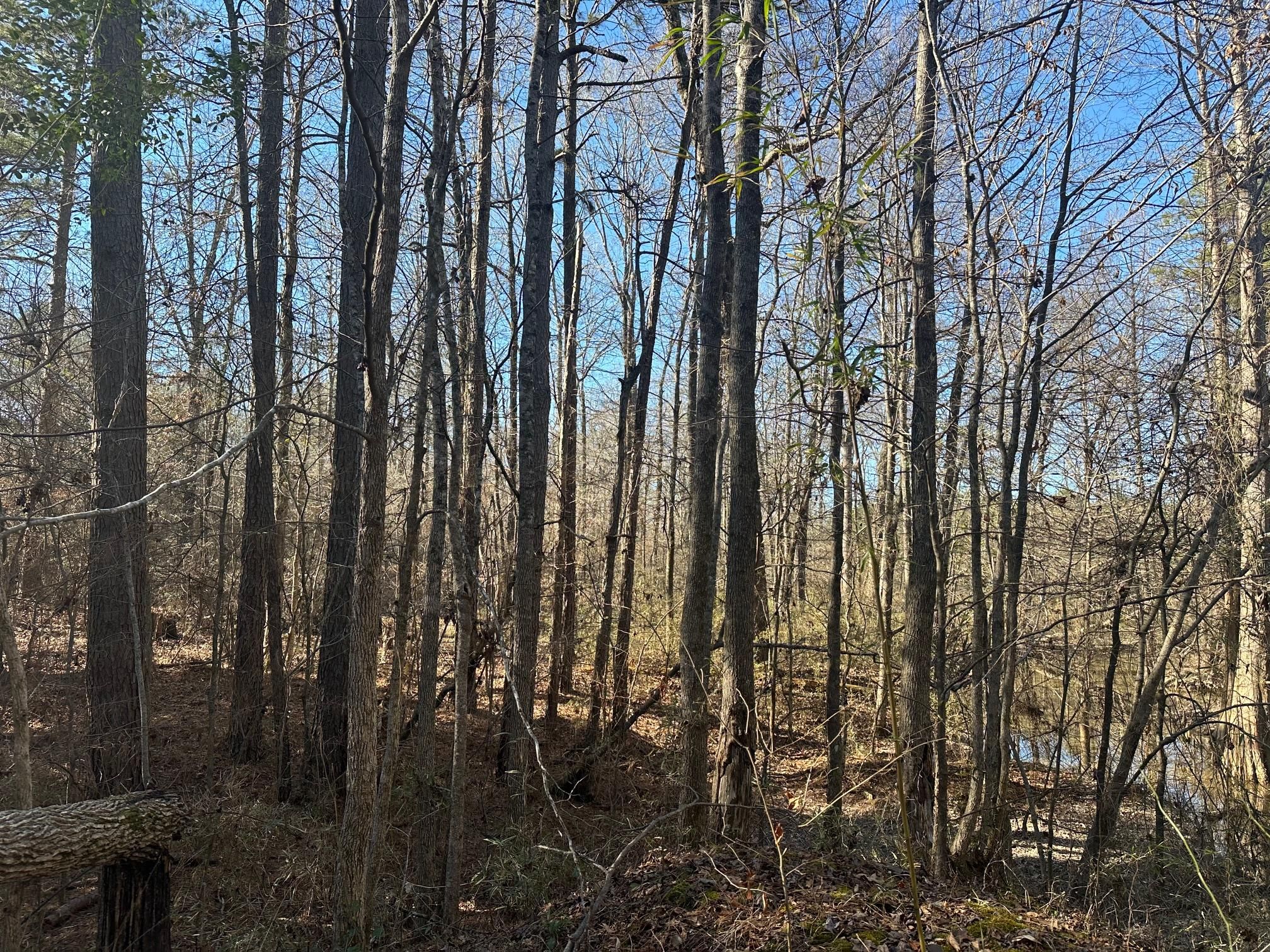 Chem Cutoff Road, Bastrop, LA 71220 | Land.com