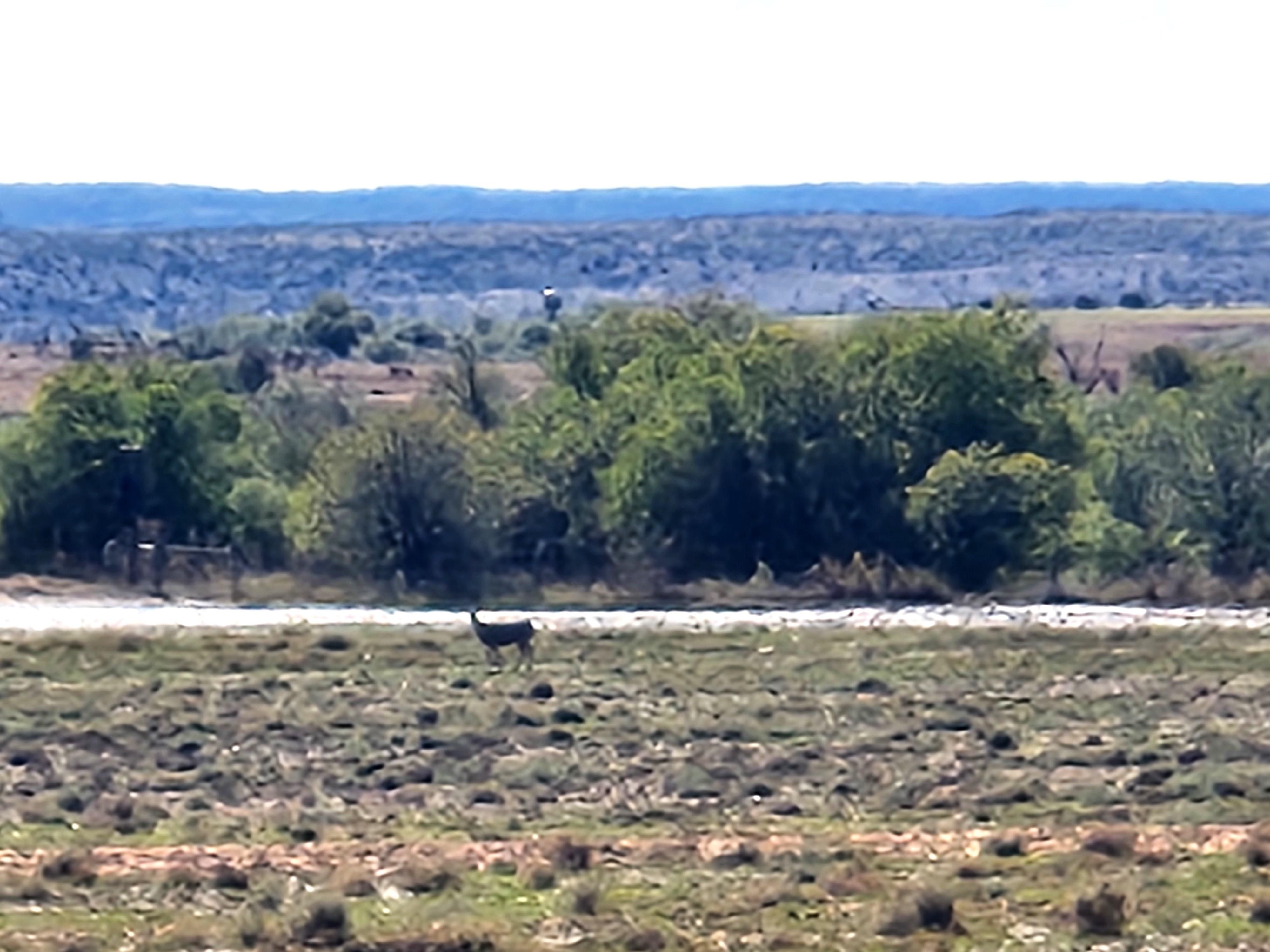 1277 County Road 184, Cee Vee, TX 79223 | Land.com