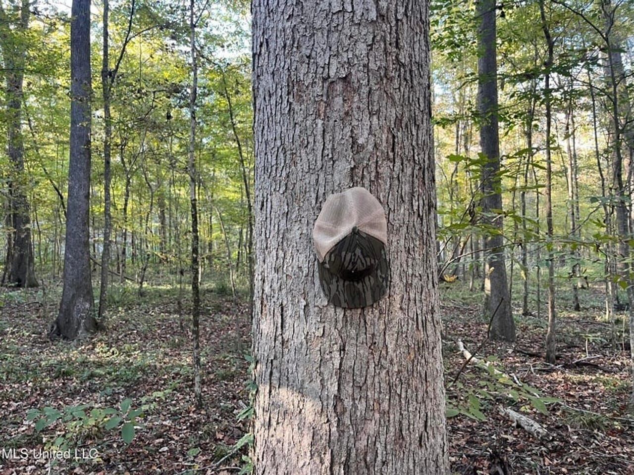 Percy Davis Road, Bolton, MS 39041 | MLS: 4096427 | Land.com