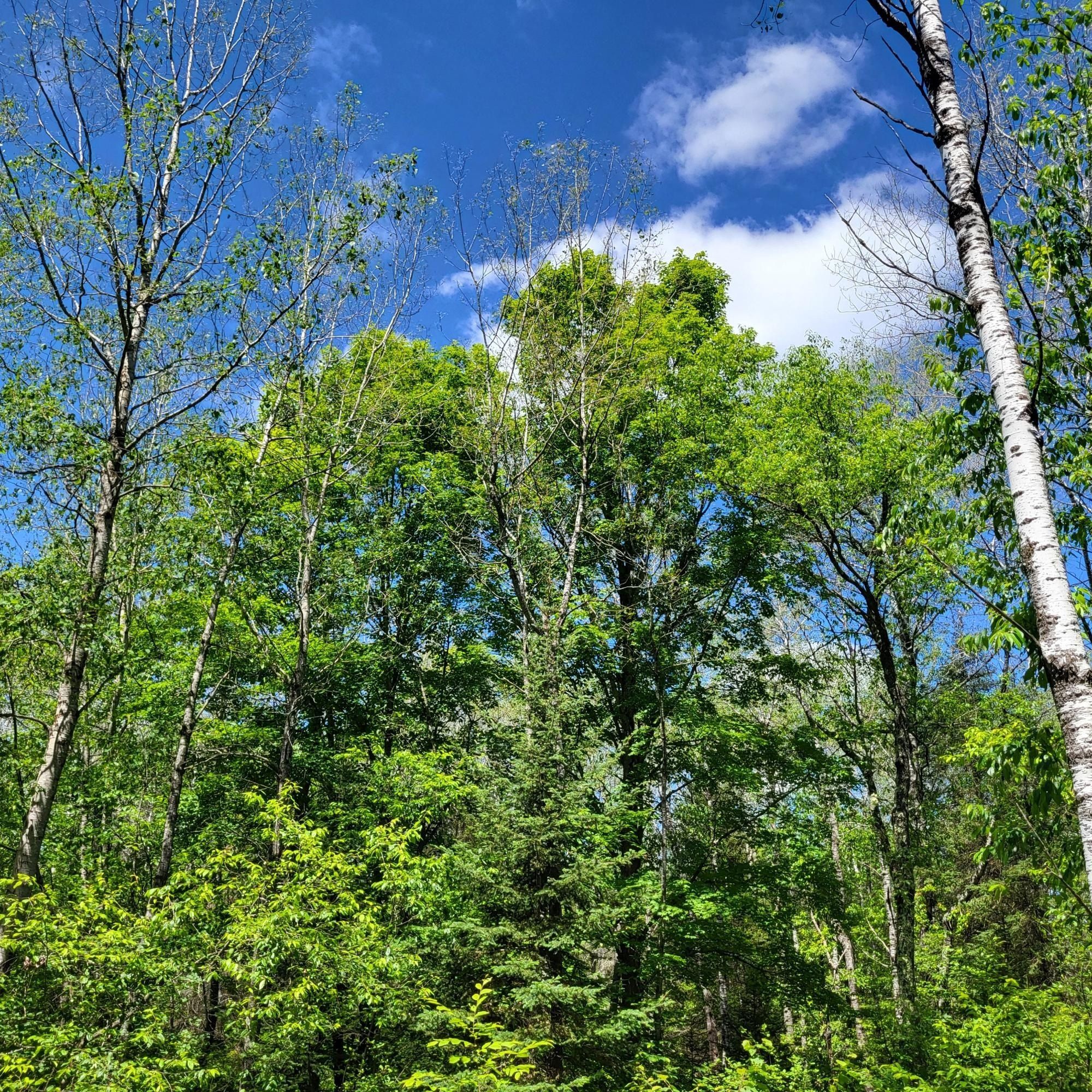 Lot 2 PESHTIGO RIVER RD, Goodman, WI 54125 | MLS: 208542 | Land.com