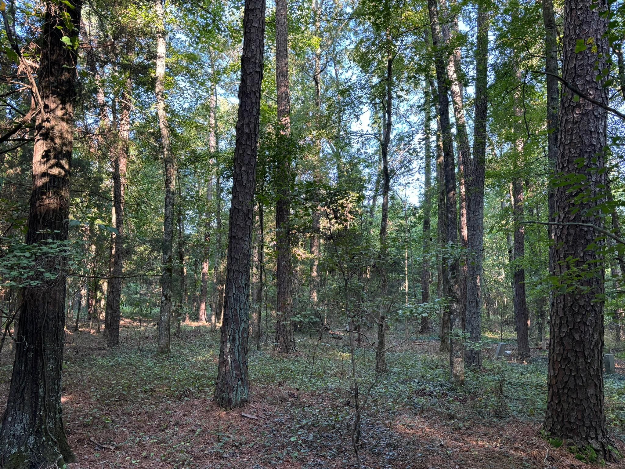 243 Bush River Road, Newberry, SC 29108 | Land.com